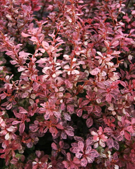 Барбарис Тунберга `Инспирейшн`, Berberis thunbergii `Inspiration ...